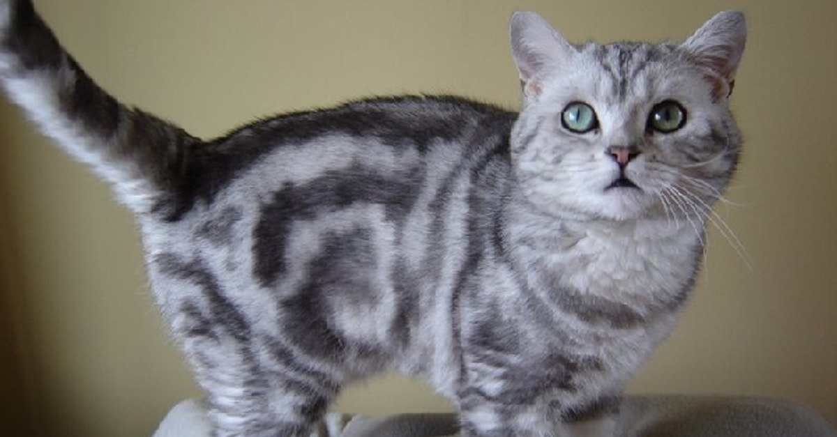 Rase de pisici tigrate