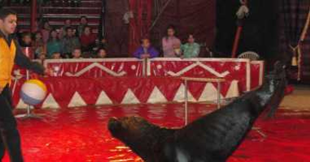 Circul Gartner face show la Satu Mare | adevarul.ro