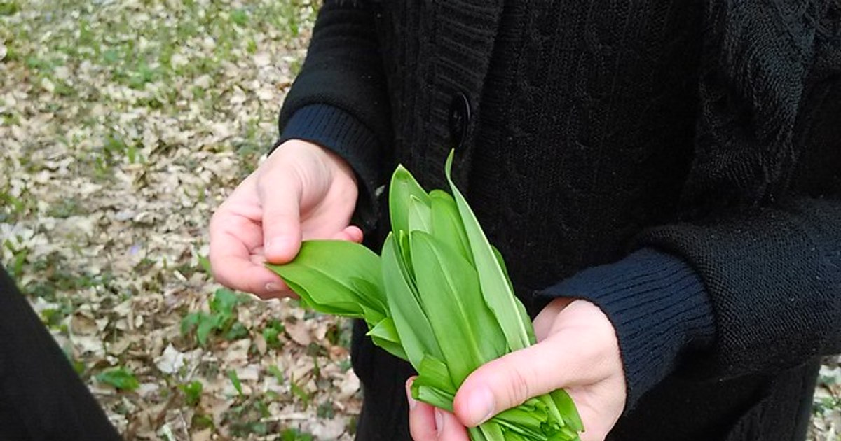 Pădurea de leurdă de lângă Mănăstirea Nucet. Alimentul minune care ...