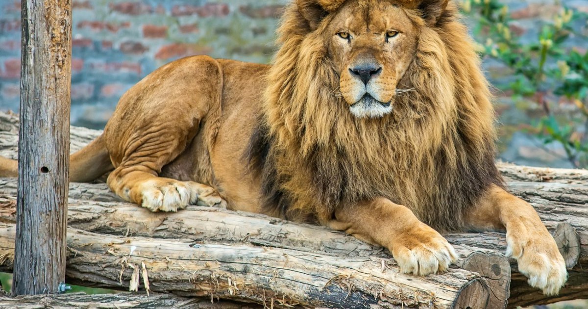 Imagini terifiante: un îngrijitor de la o grădină zoologică s-a filmat ...