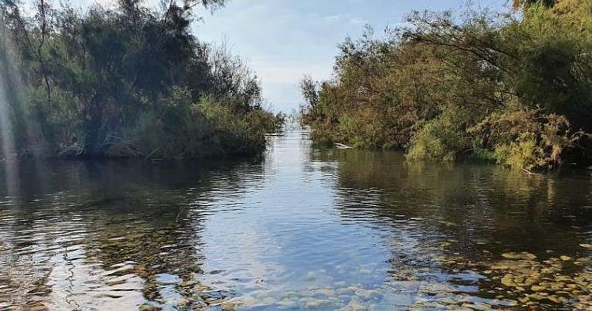 Bacteriile din mediul acvatic folosesc „antene'' pentru a colecta ...