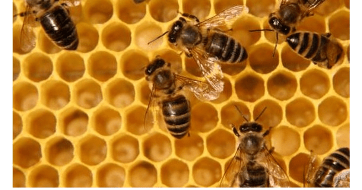 APISAN Forte, o minune şi o speranţă dăruite de natura! (P)