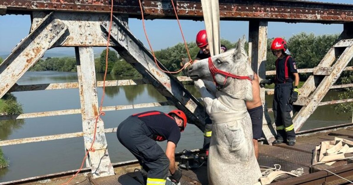 Un cal a rămas captiv pe un pod de cale ferată, după ce o tablă de fier ...