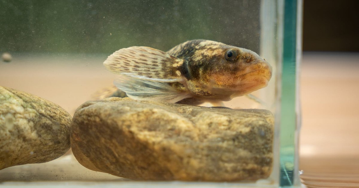 Aspretele, cel mai rar pește din lume, își trăiește a doua tinerețe ...