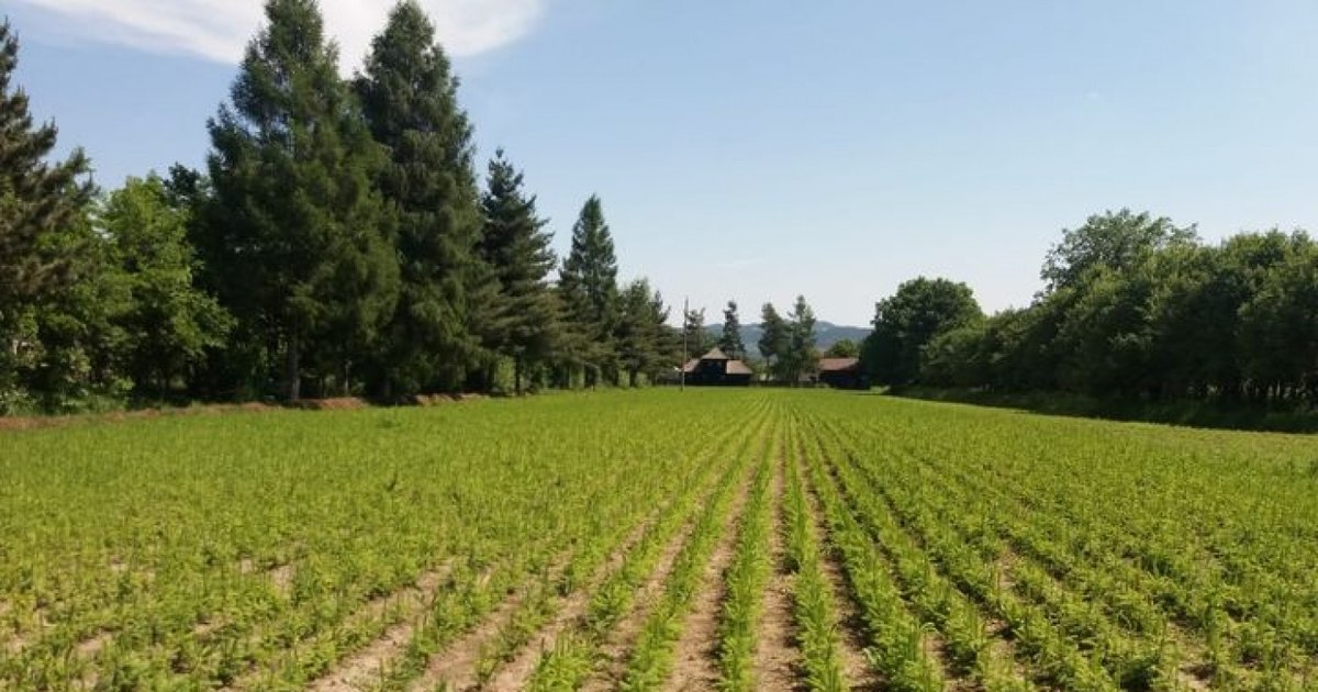 Începe campania de împăduriri de toamnă: Romsilva va planta peste 3,5 ...