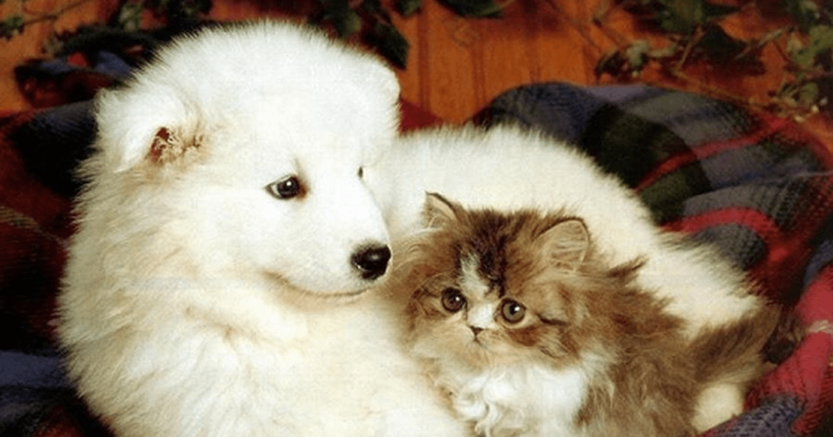 Informaţii despre câini. 15 lucruri uimitoare despre îndrăgitele animale