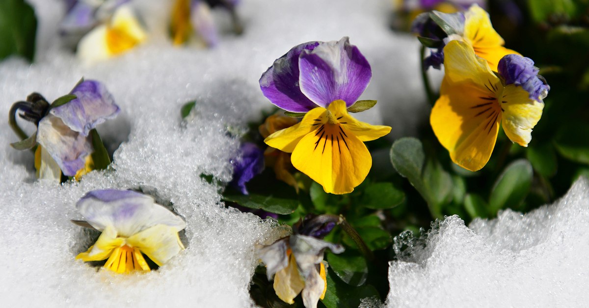 Ce flori se plantează în grădină în luna ianuarie. Vor înflori spectaculos