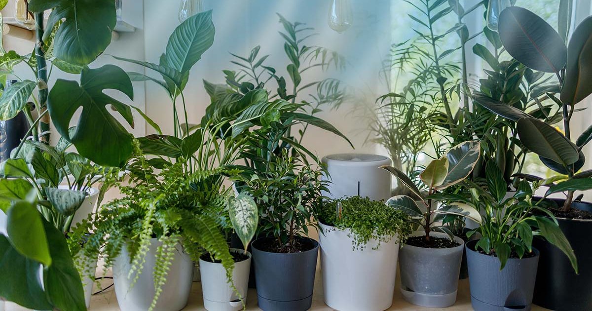 Plante frumoase, dar extrem de periculoase pentru organism ...