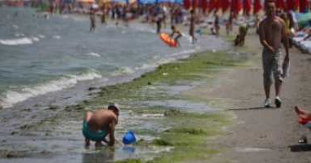Constanta: Turiştii izgoniţi de alge de pe plaje | adevarul.ro