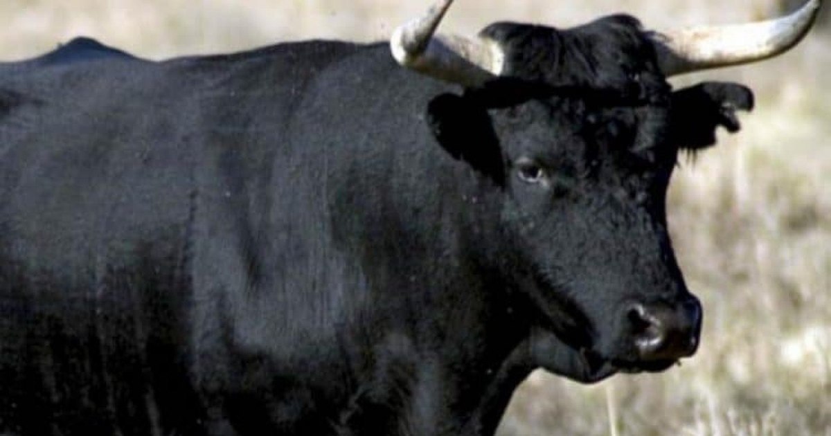 Un taur şi o viperă erau să le curme viaţa unor bărbaţi neatenți ...
