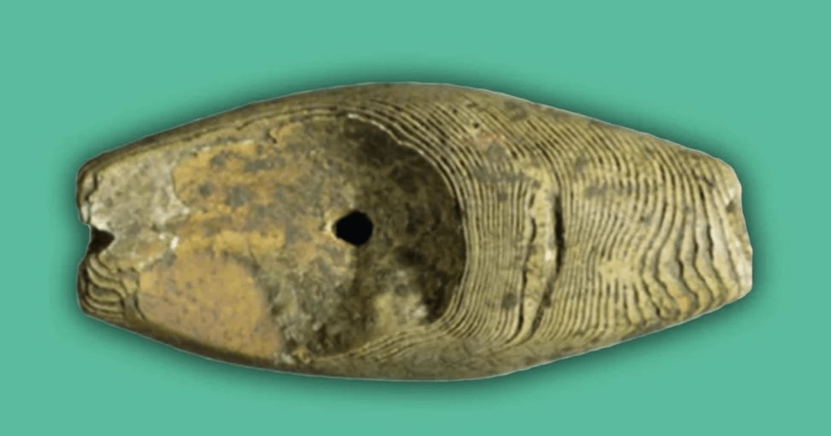 Fluierul preistoric descoperit la Tărtăria, realizat dintr-o scoică