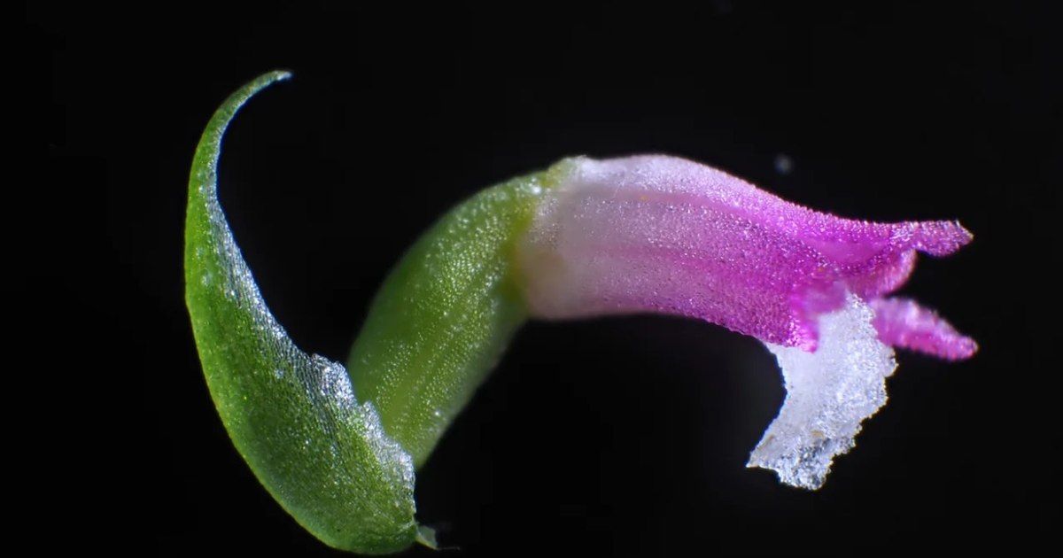 O nouă specie de orhidee găsită în Japonia: are petale ca de sticlă ...