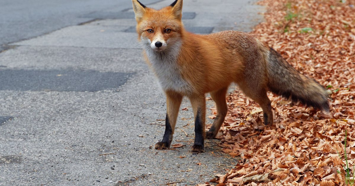 Vulpe prinsă în laț, rănită şi spânzurată de un stâlp, la intrarea într ...