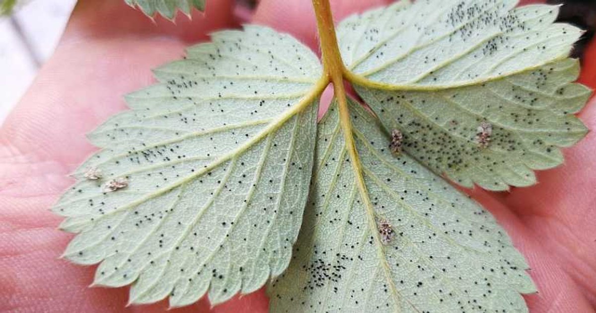 Cum te fereşti de înţepătura tigrului platanului. „Protecţia ar trebui ...