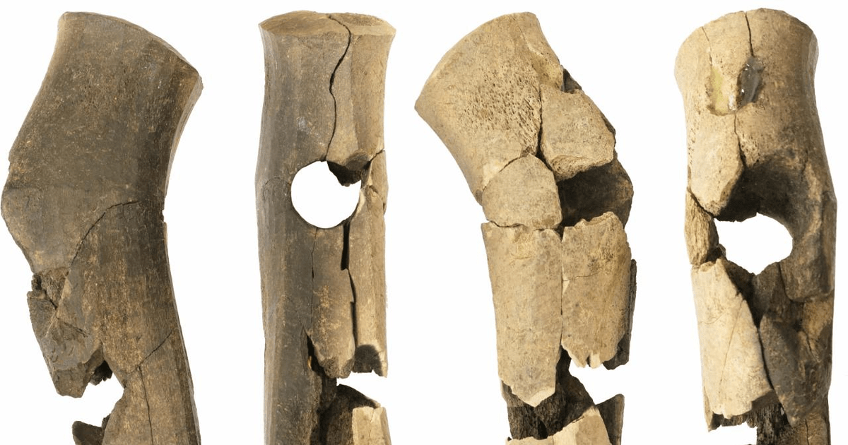 Topor preistoric din corn de cerb, restaurat la Târgoviște / FOTO