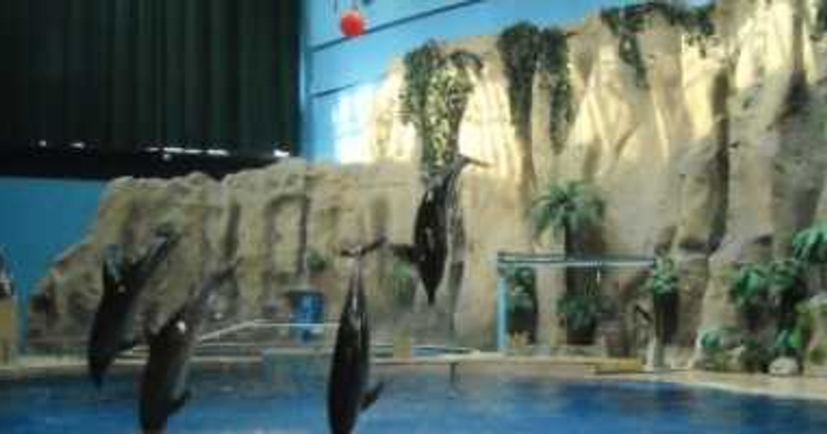 Constanţa: Calamarul - secretul perpeturării speciei delfinilor în ...