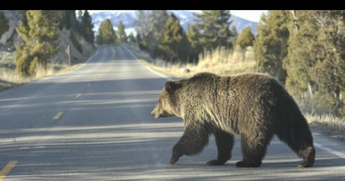 Un urs a creat panică printre elevii care așteptau microbuzul școlar ...