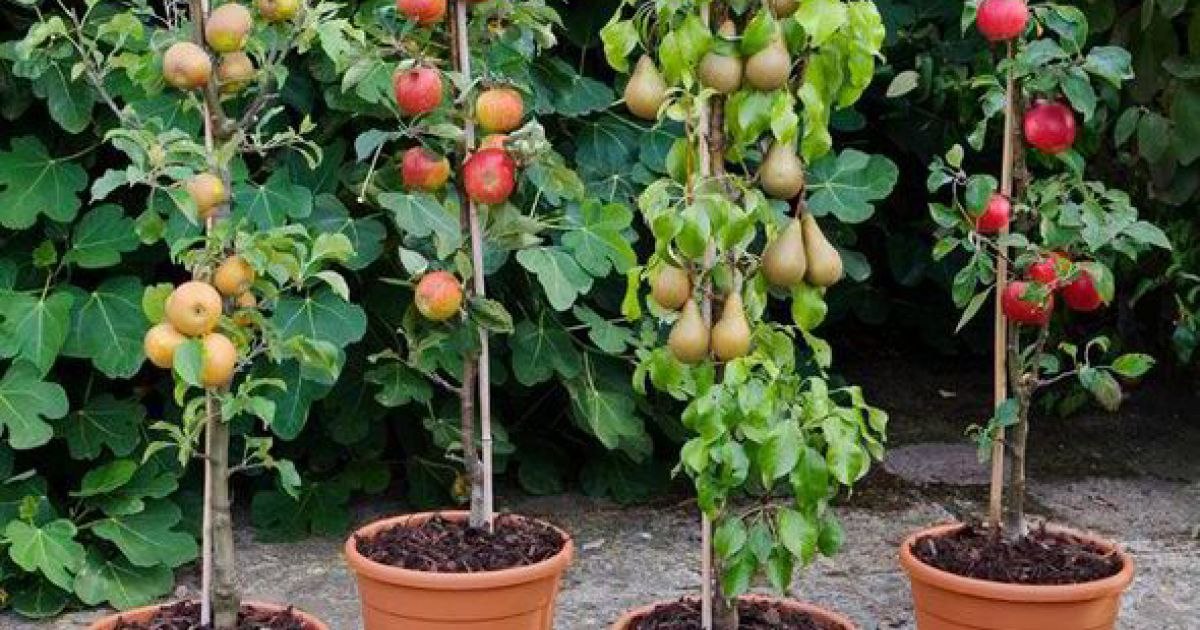 Pomi fructiferi columnari: varietăţi potrivite pentru spaţii mici ...