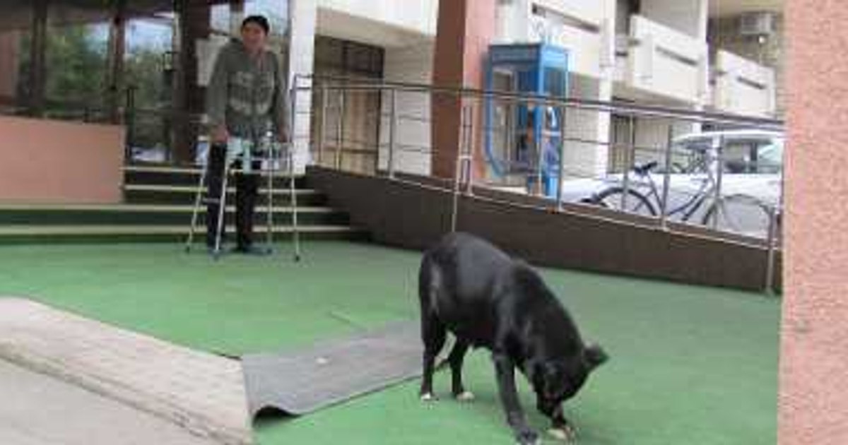 Creşte numărul animalelor bolnave de rabie. Adresarea la timp la medic ...