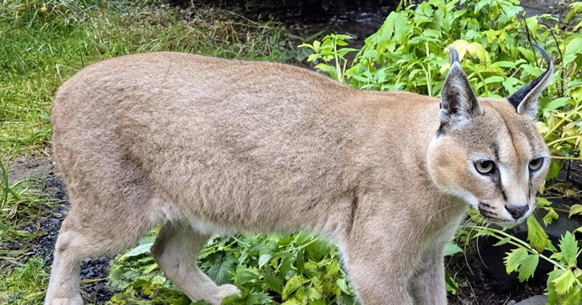 Douăzeci de feline mari au murit din cauza gripei aviare la un sanctuar ...