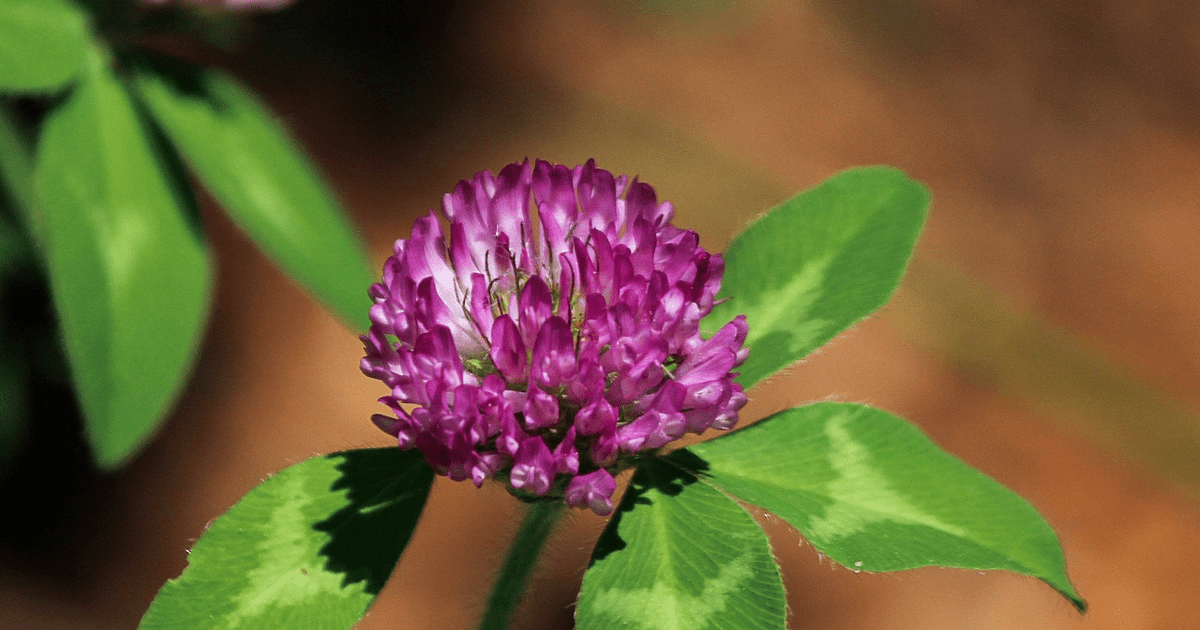 Trifoiul roşu, remediu naturist? Uite pentru ce afecţiuni îl recomandă ...