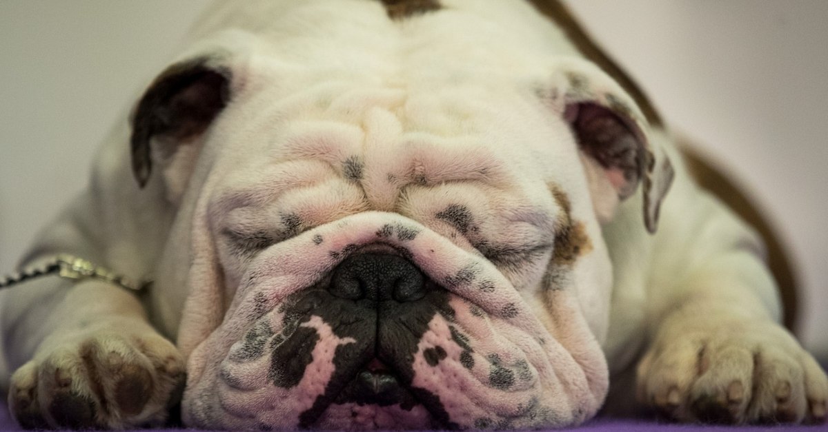 Câinele perfect pentru stăpânii ocupați. Ce rase de câine sunt cel mai ...