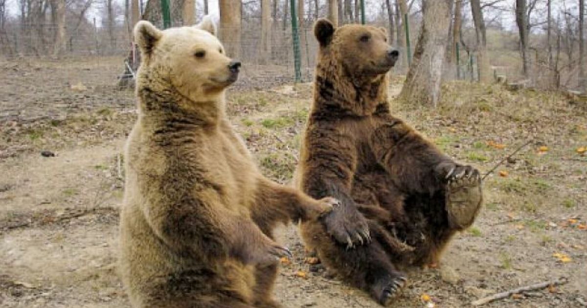 FOTO VIDEO Rezervaţia de Urşi de la Zărneşti a primit certificat de ...