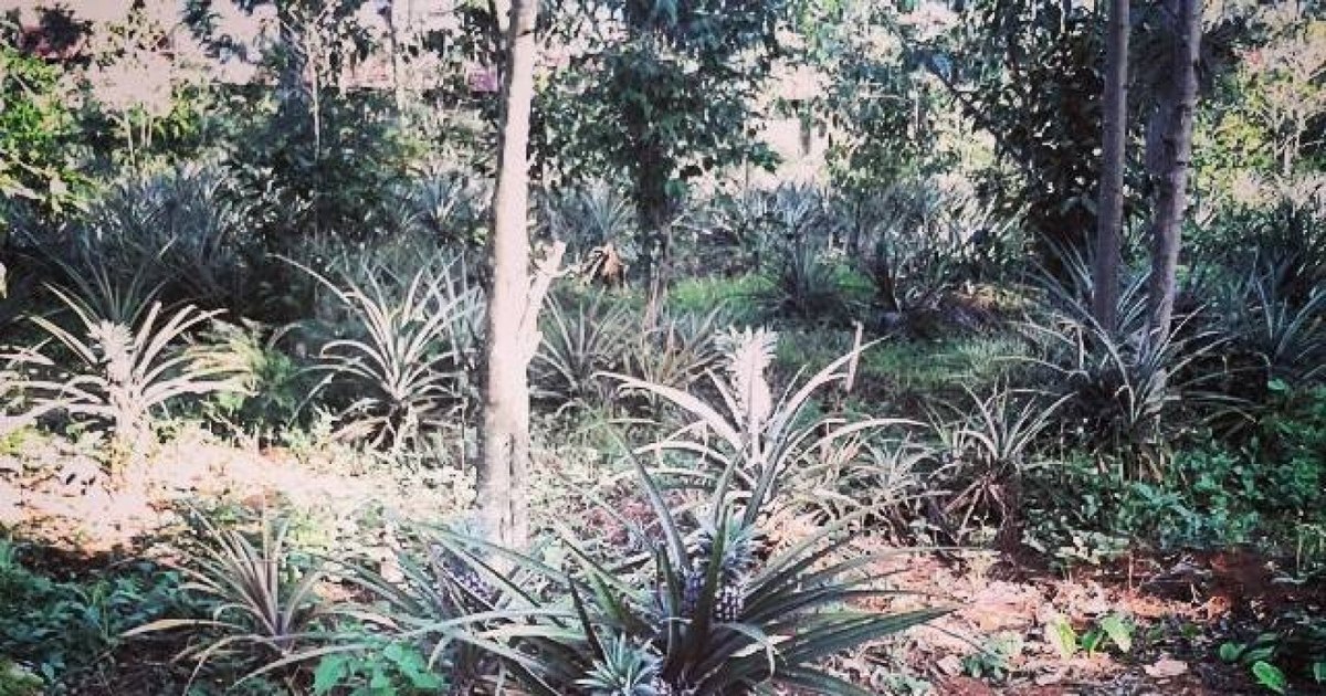 Gustul dulce-acrişor al încercării | adevarul.ro