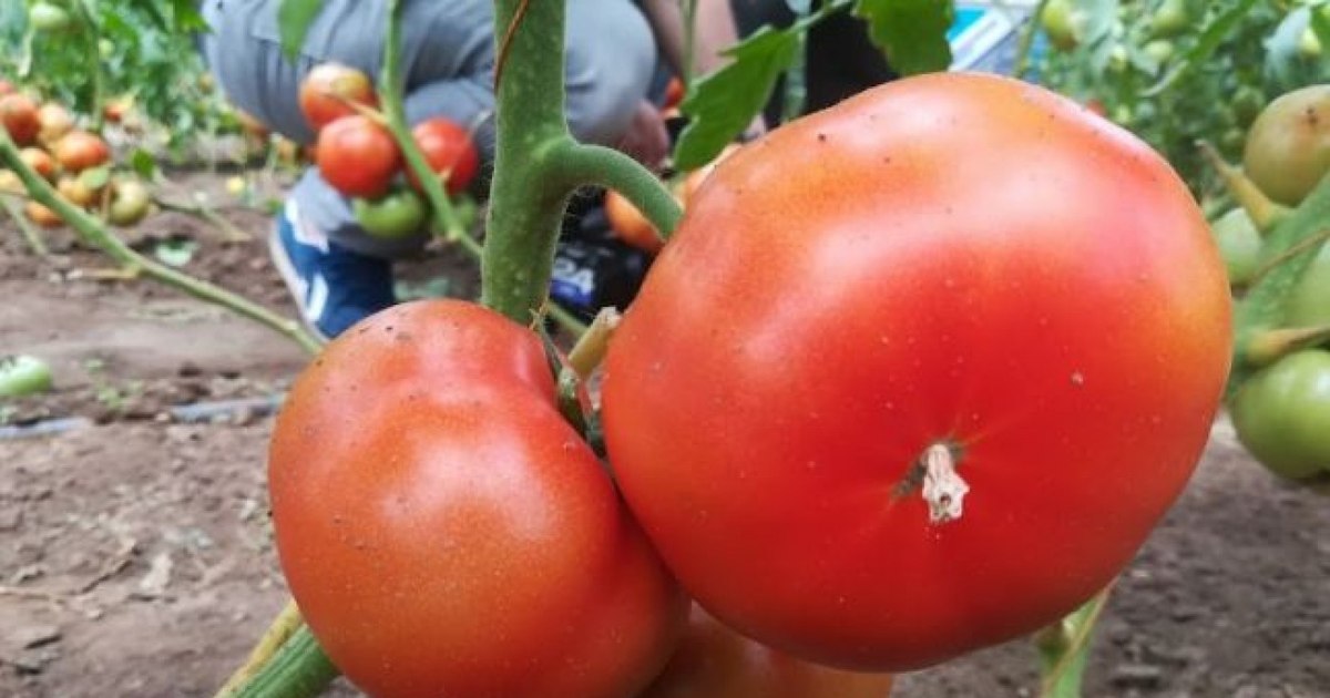 Leguma-fruct care poate fi consumată în exces. Dr. Mihaela Bilic: „Nu ...