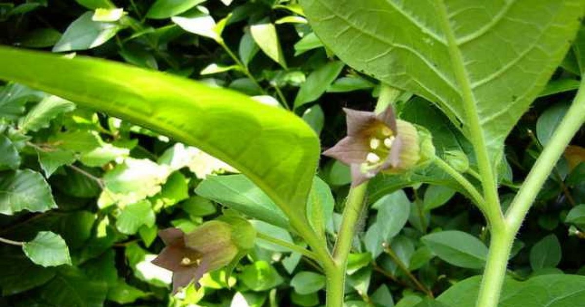 Mătrăguna, planta care mărită fetele. Legenda impresionantă legată de ...