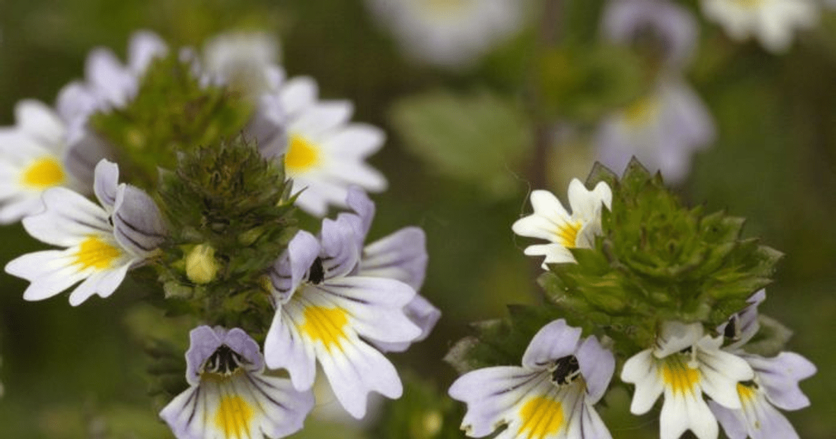 Silurul, planta care combate infecţiile. Cum prepari remediile