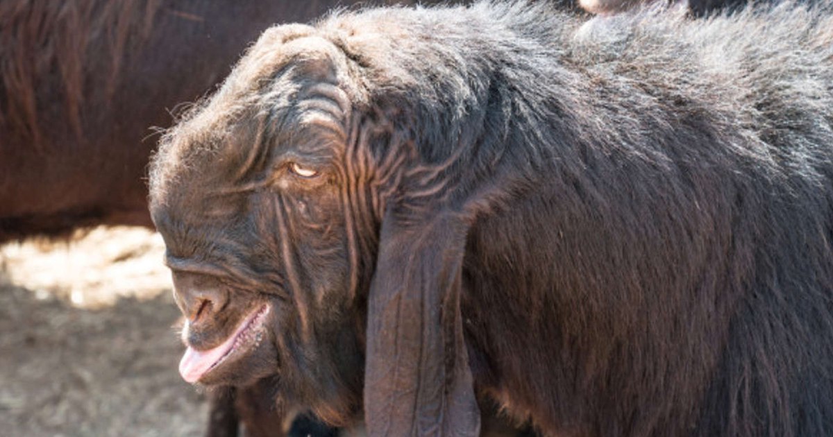 Cele mai urâte animale din lume. Cum arată peștele blob, maimuța cu ...