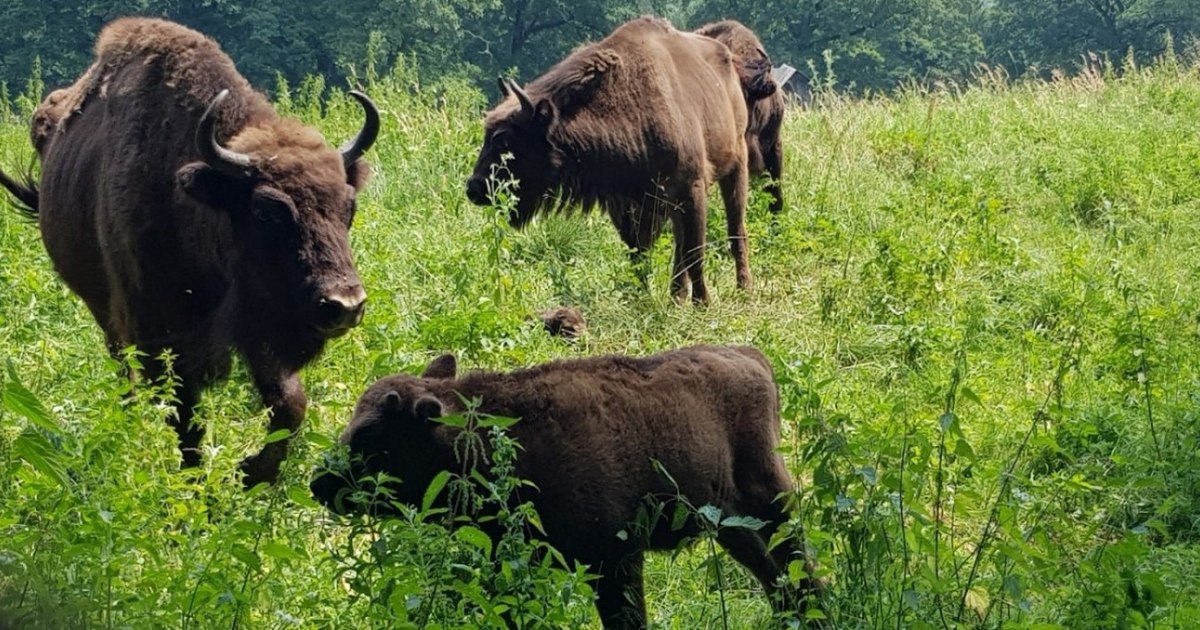 Un pui de zimbru şi o inedită provocare. Care este condiţia ca să-i ...