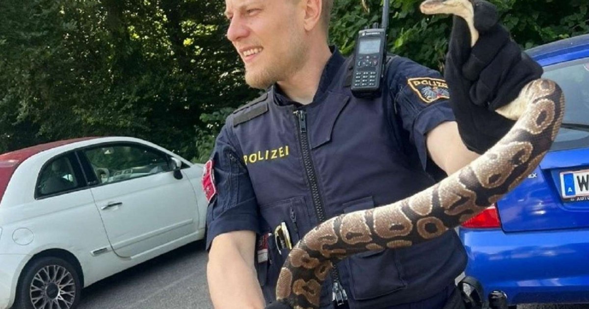 Un piton regal de 1,5 metri, descoperit lângă o parcare din Viena ...