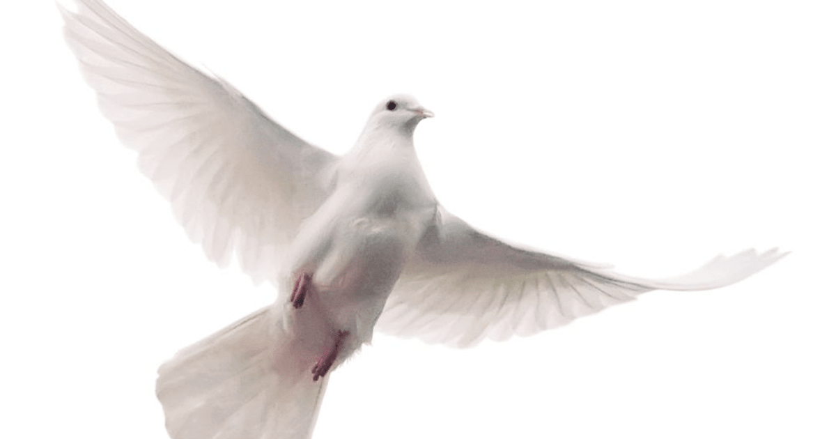 Ce nu ştiai despre porumbei