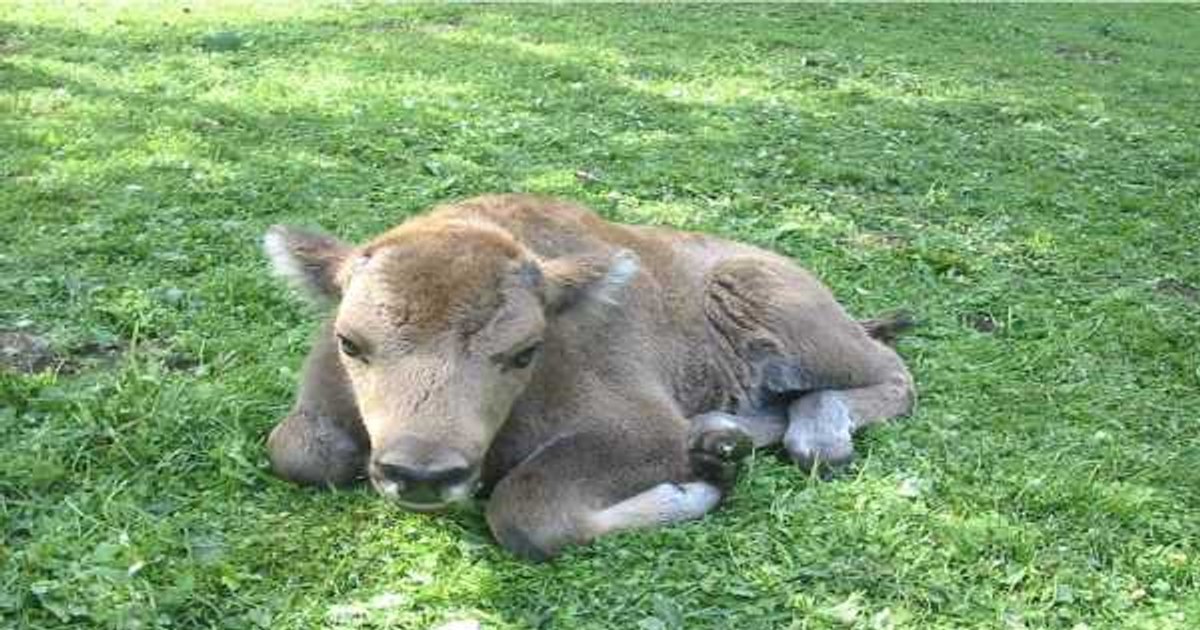 Botez pentru un pui de zimbru din codrii de la poalele Ceahlăului. Cine ...