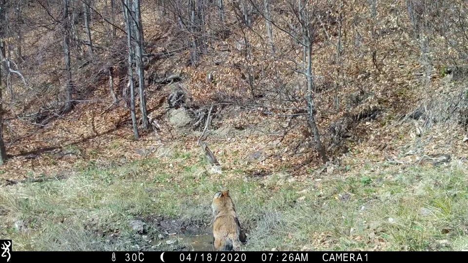 Lup singuratic, filmat cum face o scurtă baie de nămol: „Te scapă de ...