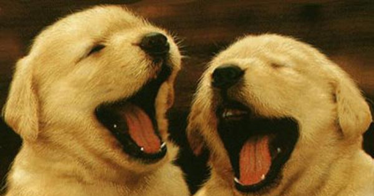 Zece cele mai tari bancuri despre animale. Ştii de ce cârâie cioara ...