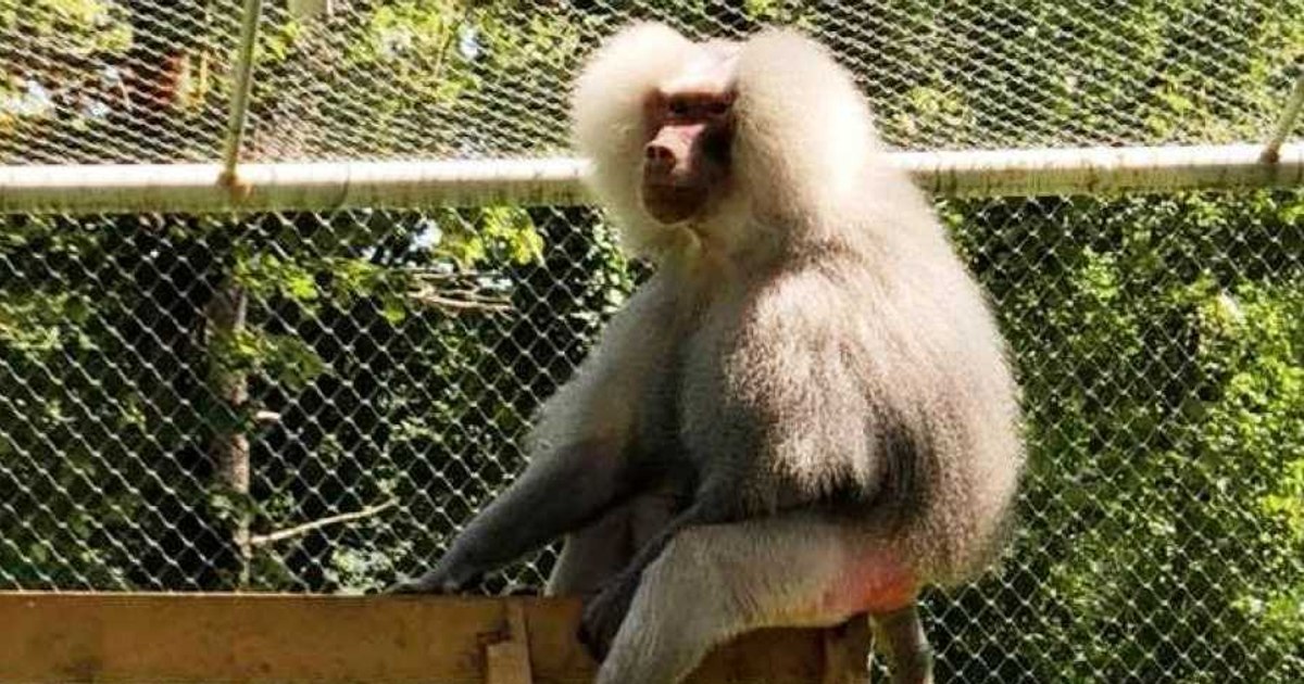 Pavianul cu mantie, noua vedetă a celei mai mari grădini zoologice din ...