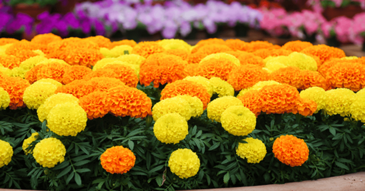 Flori care ţin insectele departe. Înfrumuseţează locuinţa şi te scapă ...