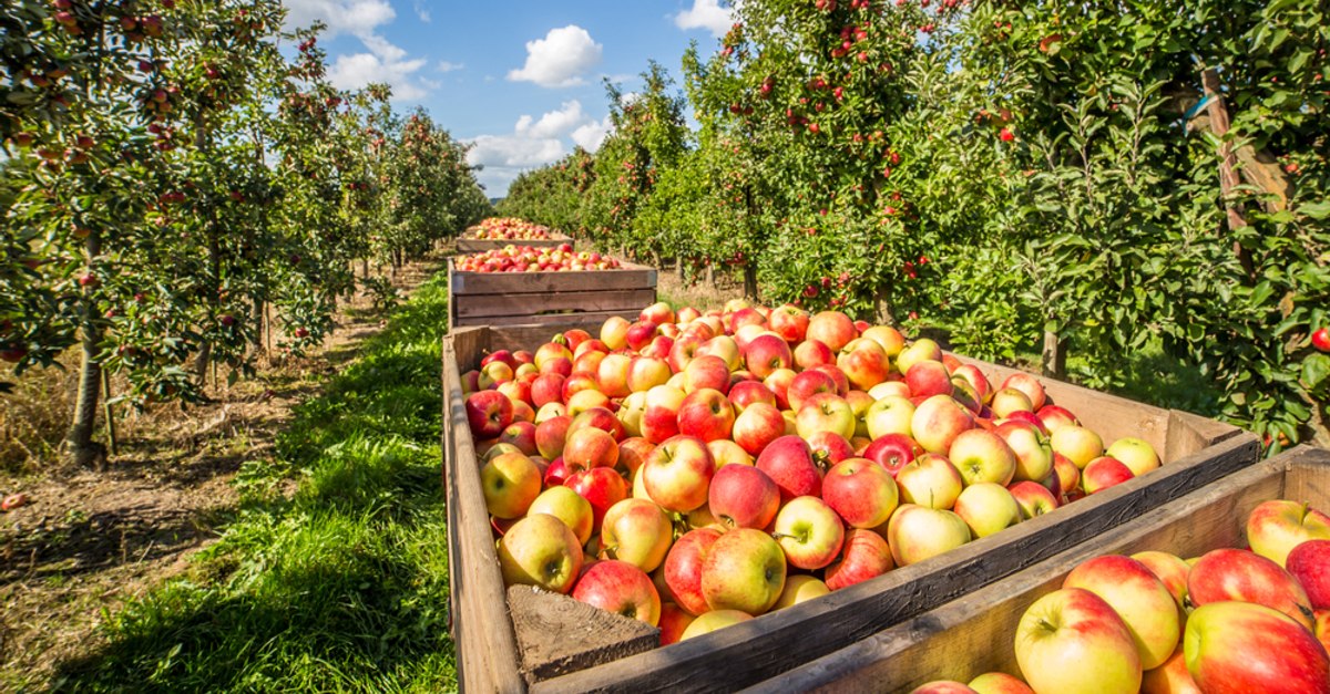 Recoltarea merelor - momentul optim, condiții de păstrare, cerințe de ...