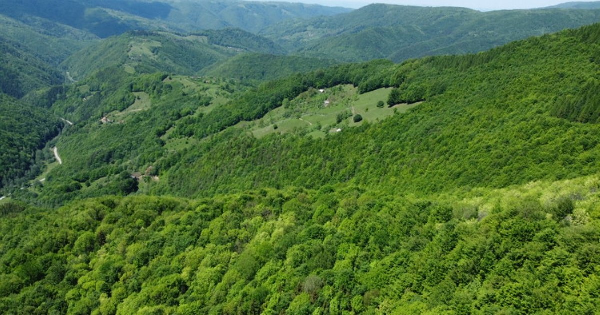 Pădurea care acoperă Feţele Albe. Imagini aeriene | adevarul.ro