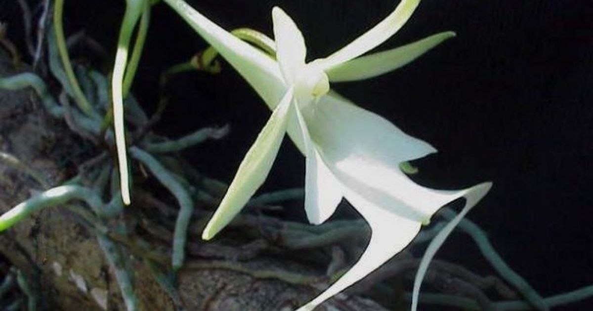 Cele mai rare flori din lume. Ce plantă exotică se deschide doar o dată ...