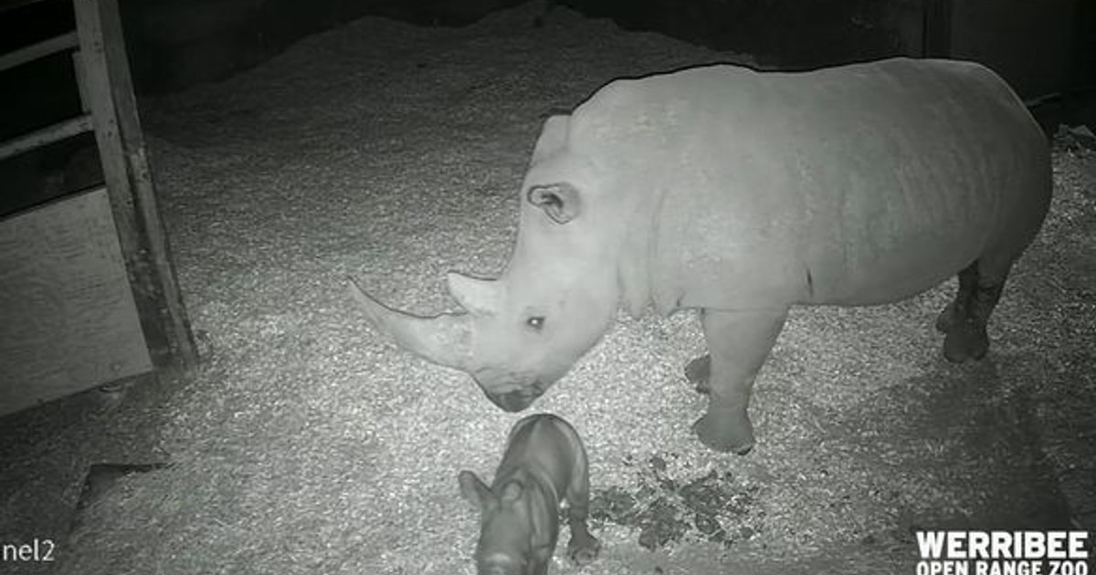 Un pui de rinocer alb s-a născut la un Zoo din Australia. Reacția mamei ...