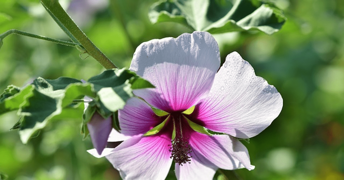 Nalba mare, planta pe care trebuie să o ai în casă. Află de ce!