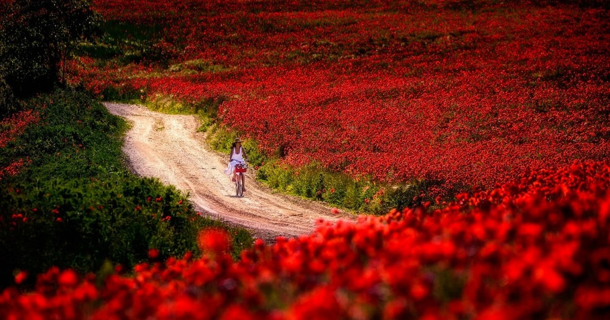Imagini superbe pe un câmp de lângă Timişoara: „De când sunt fotograf ...