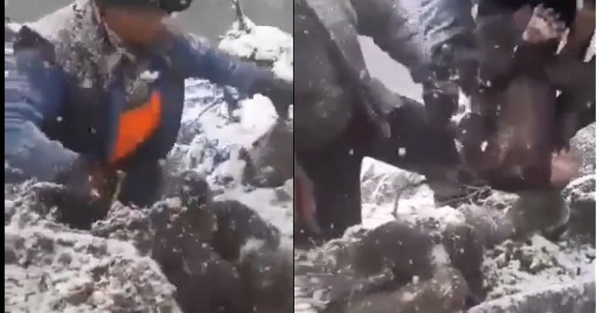 Pui de urs, scoşi din bârlog şi aruncaţi în zăpadă de câţiva muncitori ...