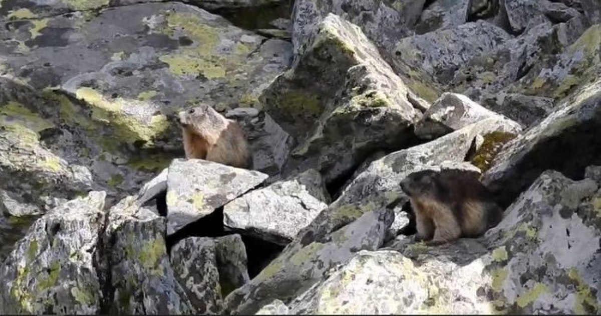 VIDEO Imagini spectaculoase în Retezat. Marmotele au ieşit din ...