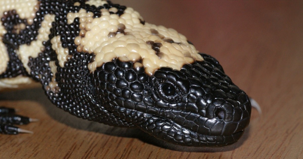 Șopârla extraodinară din spatele medicamentelor minune de slăbit ...