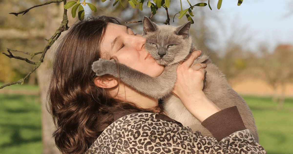 Torsul pisicii are efecte terapeutice